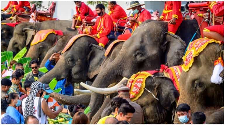 Thailand celebrates National Elephant Day - Photos News