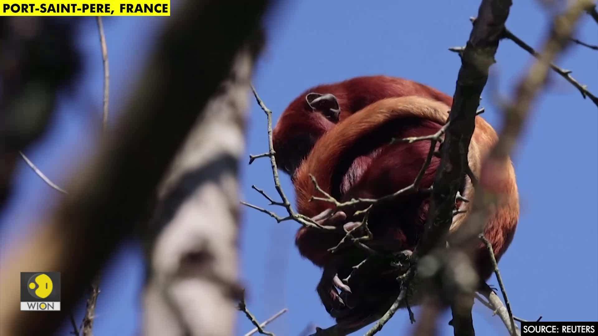 French zoo welcomes baby red howler monkey to the world - Edge News