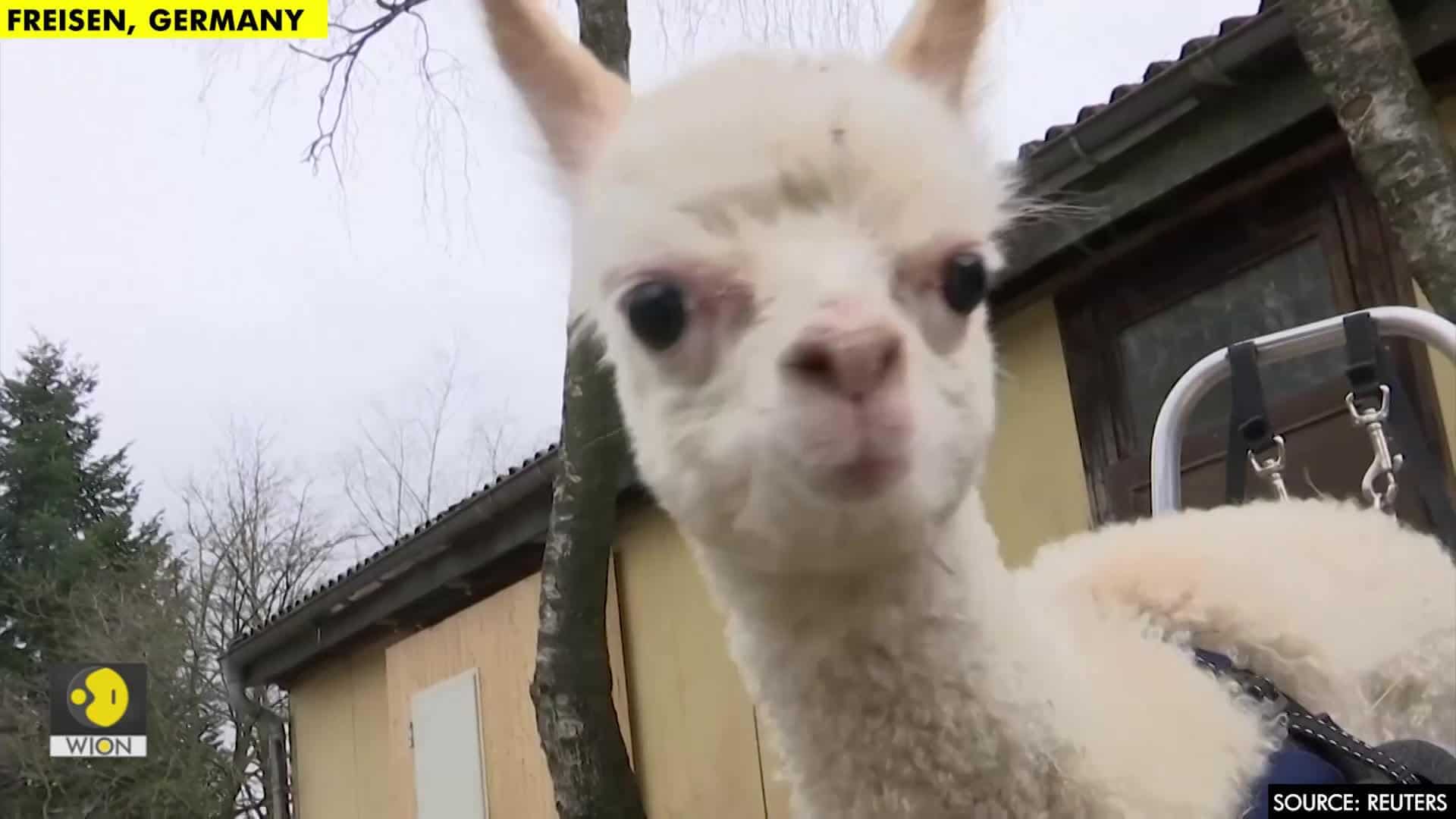 Orphaned and disabled, baby alpaca walks again with her own set of ...