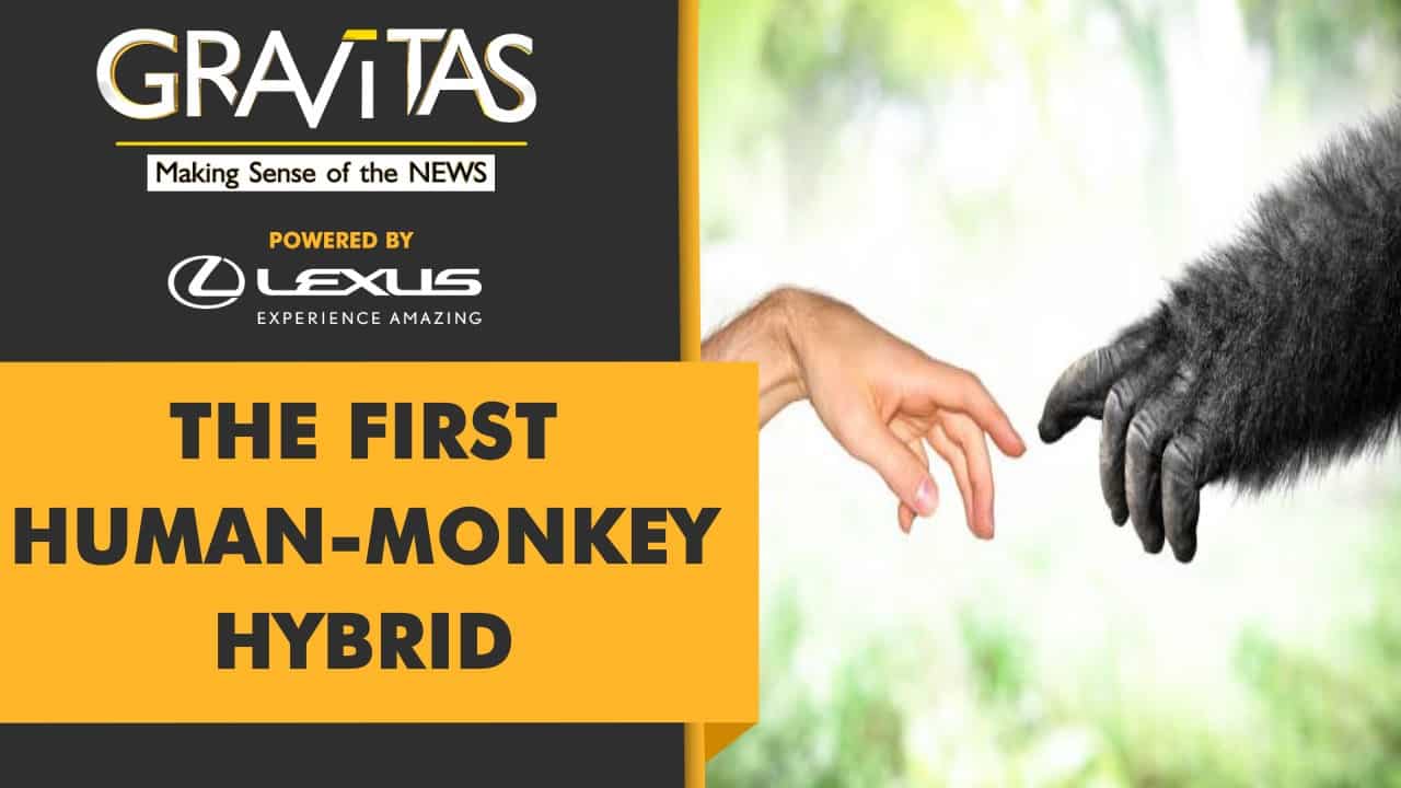 Gravitas: Scientists inject human cells into Monkey's embryo - Gravitas ...