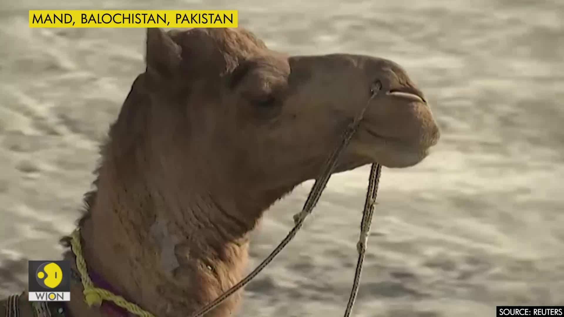 Camel library brings books to children in Pakistan desert - Edge News