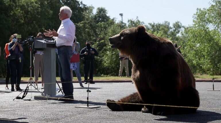 California governor candidate brings a huge brown bear to rally - World ...