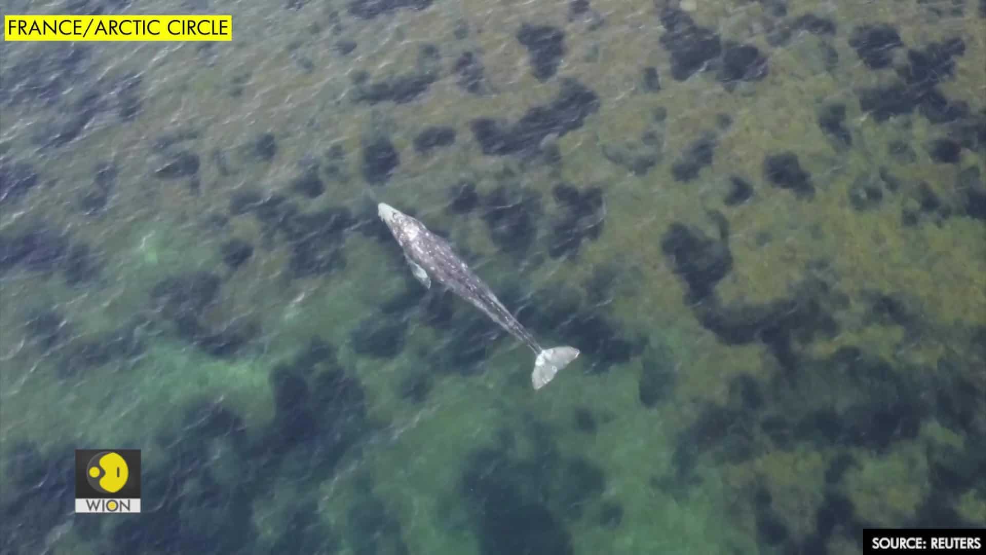 Lost in the Mediterranean, Wally the whale desperately seeks way home ...