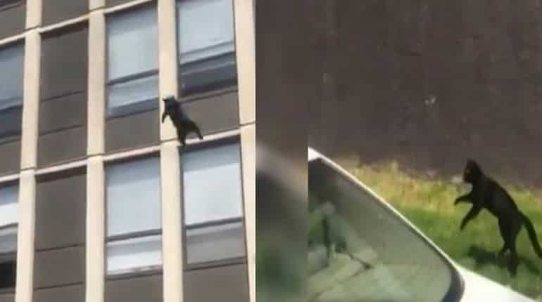 Cat jumps out of 5th storey window, walks off unscathed! - Trending News