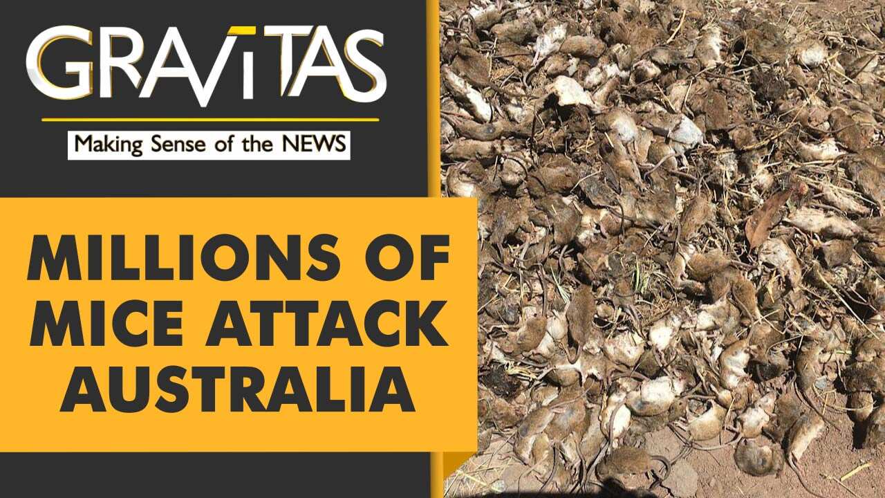 Gravitas: Mouse plague in Australia - Gravitas News
