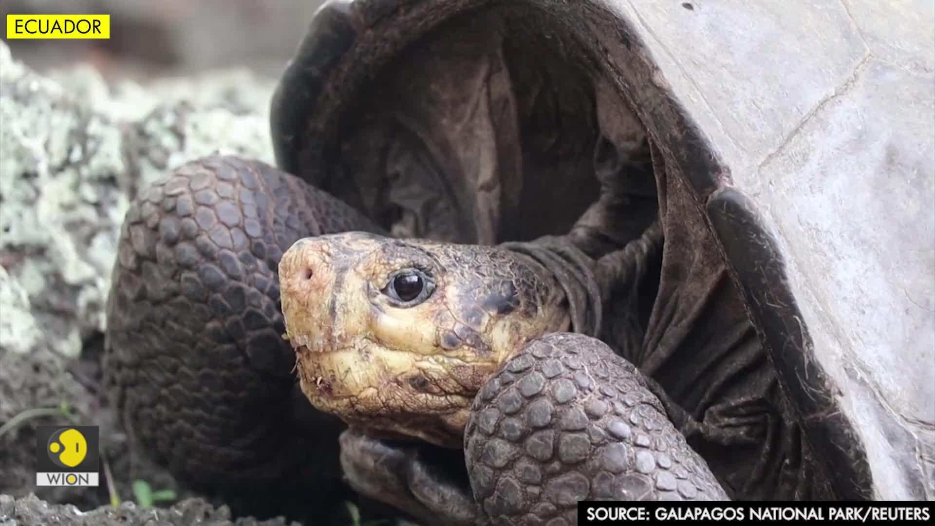 A turtle considered extinct 100 years ago in Galapagos is still in ...