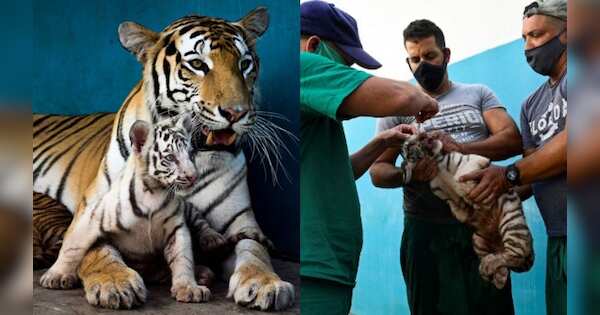 Havana Zoo introduces Cuba's first Yanek, a rare white tiger - World News