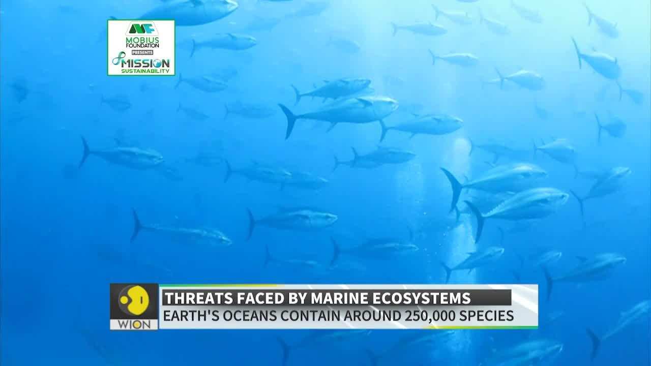 Mission Sustainability: Threats faced by marine ecosystems - Videos News