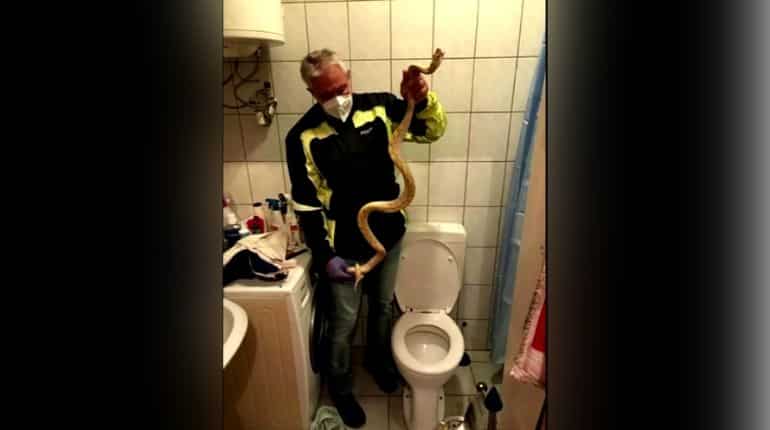 'Shock of my life': Python bites Austrian man during visit to toilet ...