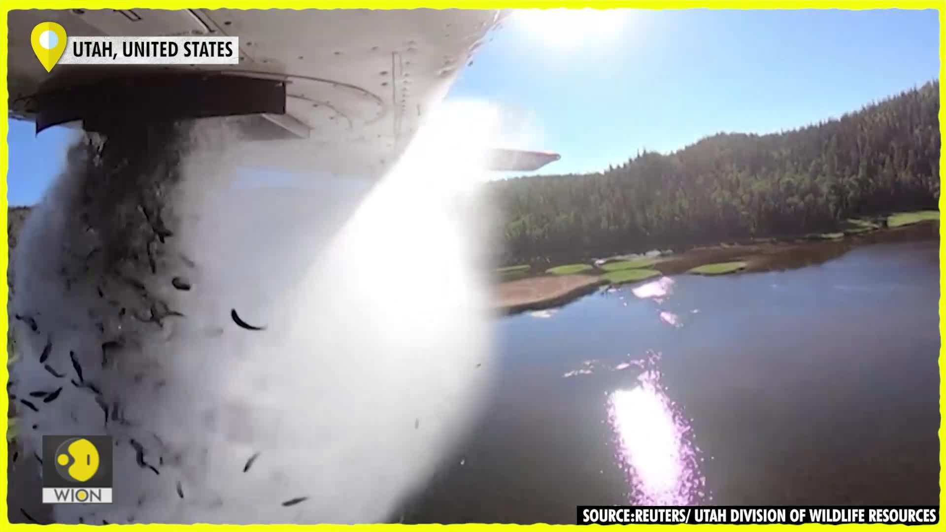 Plane dumps thousands of fish into Utah lake - Edge News