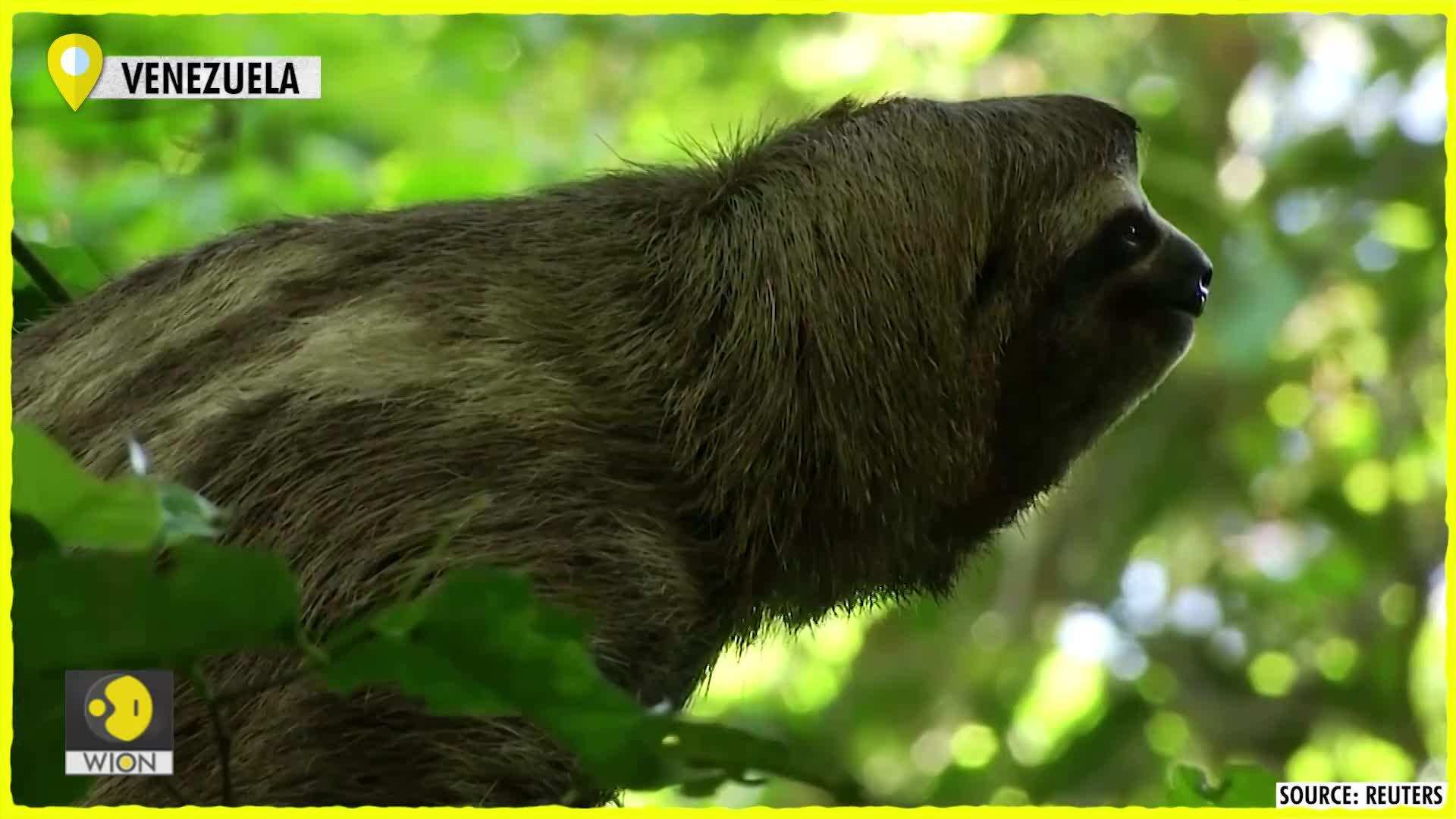 Venezuelan couple opens Star Wars-themed shelter for sloths - Edge News
