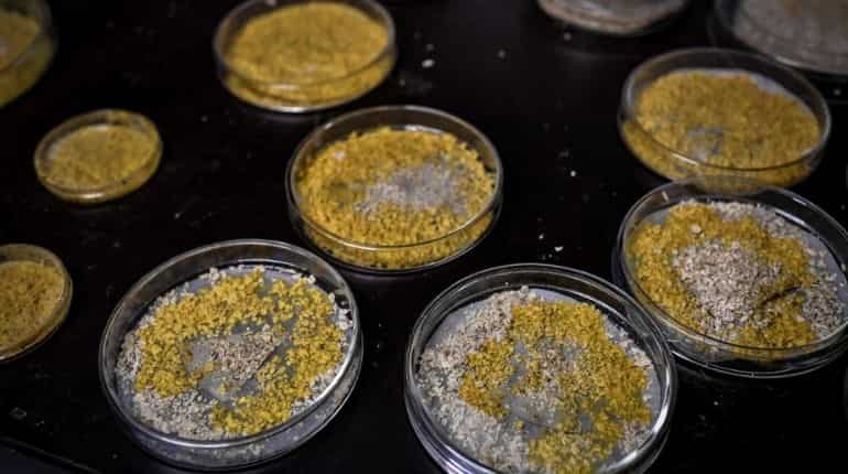 Scientists are sending a 500-million-year-old 'blob' that can think ...