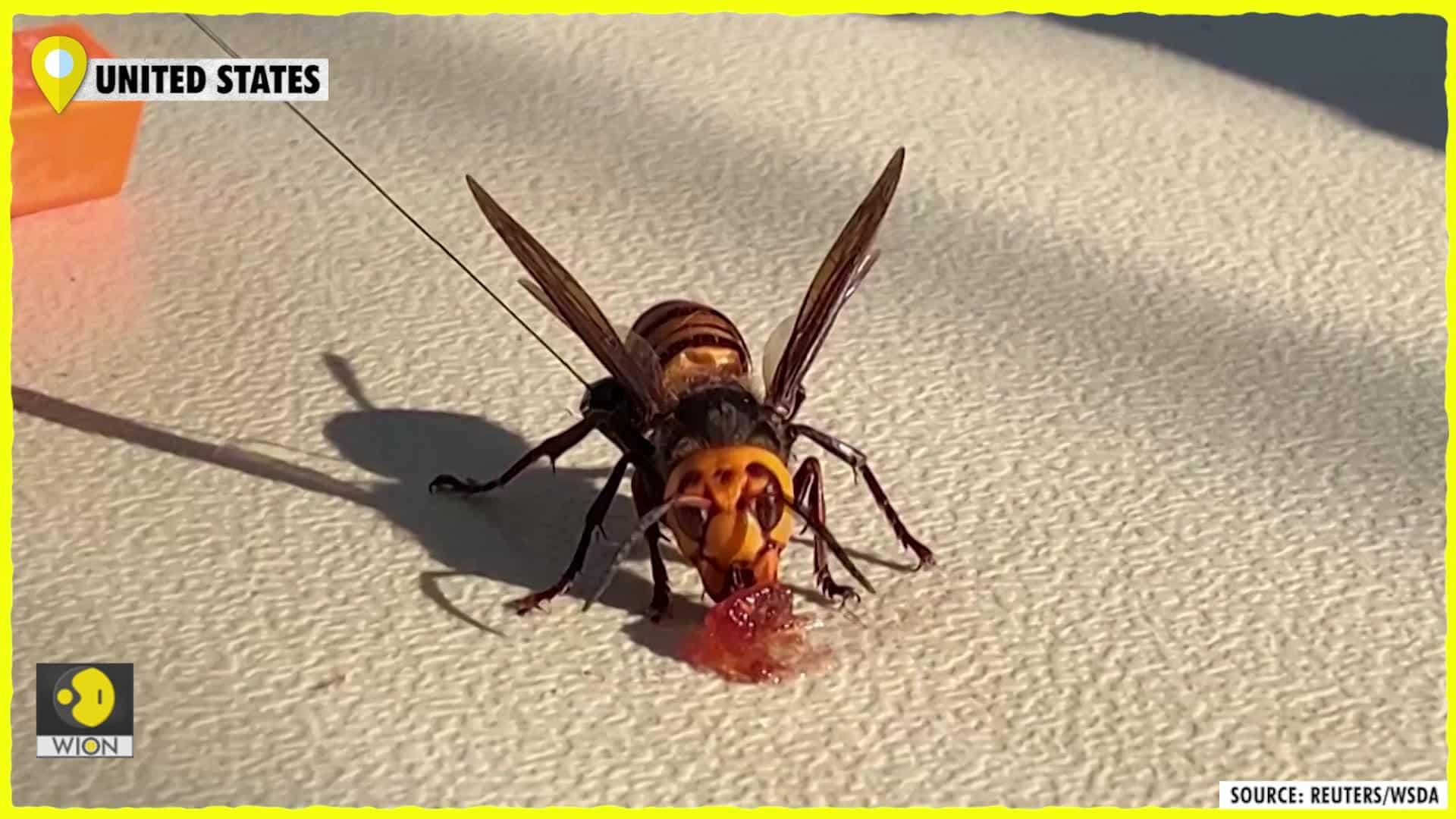 Washington state eradicates first 'murder hornet' nest of the year ...