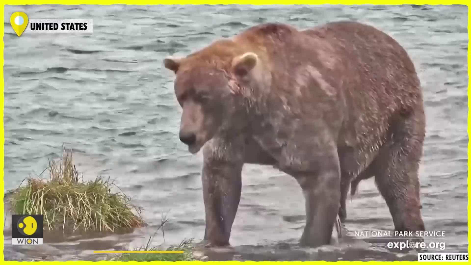 Bear crowned chunk champion in Alaska's Fat Bear Week - Edge News