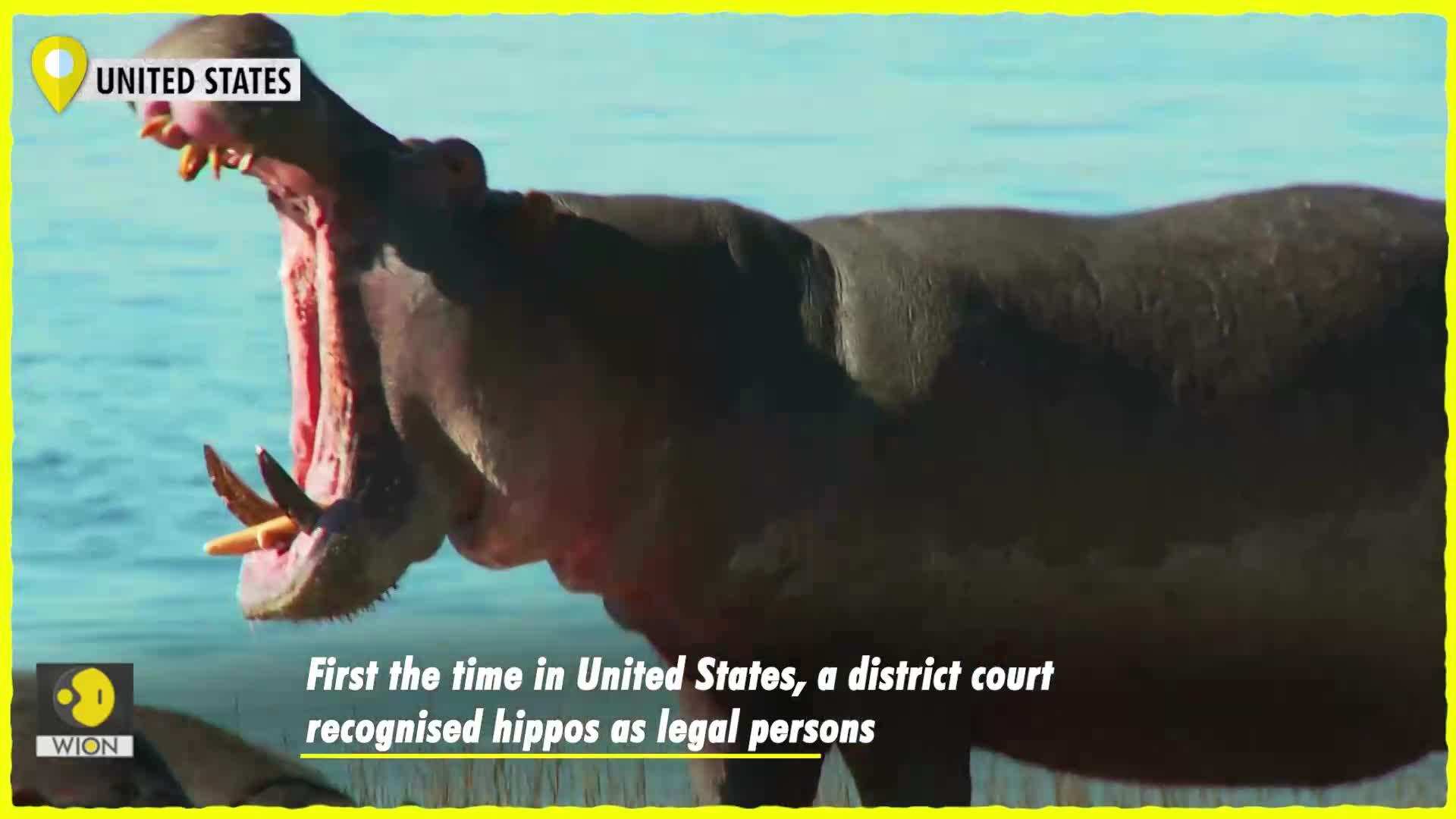 Drug lord Pablo Escobar's hippos now legally classified as persons in ...