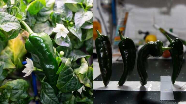 In a first, astronauts get to relish space-grown chillies on ISS ...