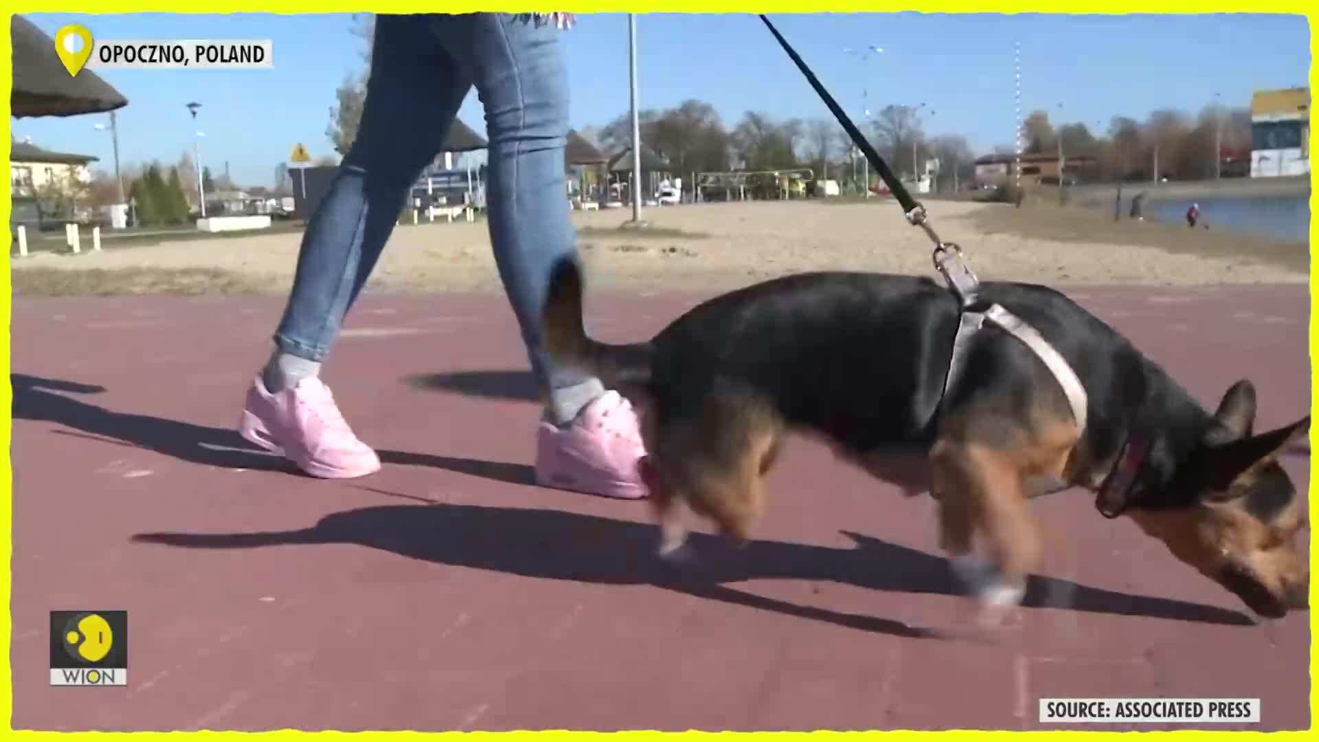 Student 3D prosthesis legs for limbless dogs - Edge News