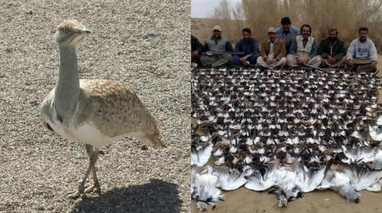 Pakistan: 14 Arab royals given permit to hunt endangered Houbara ...