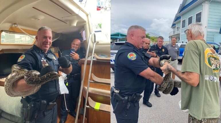 7-feet-long python takes 100-mile ride on sailboat along Florida coast ...
