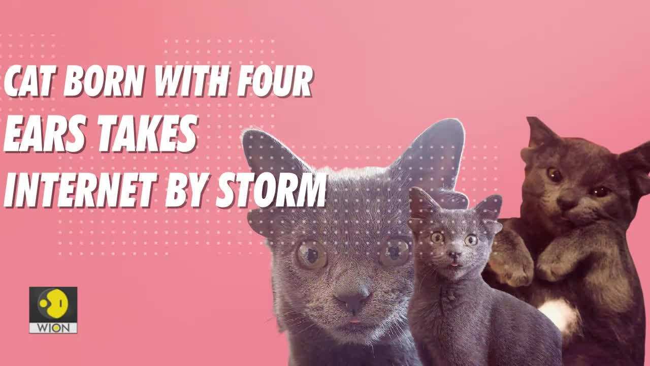Watch: Cat born with four ears takes internet by storm - Features News