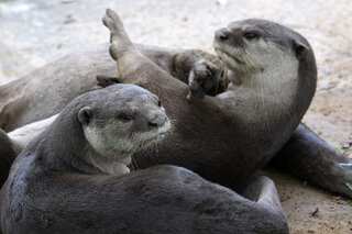 Otters News - Latest Otters News, Breaking Otters News, Otters News ...