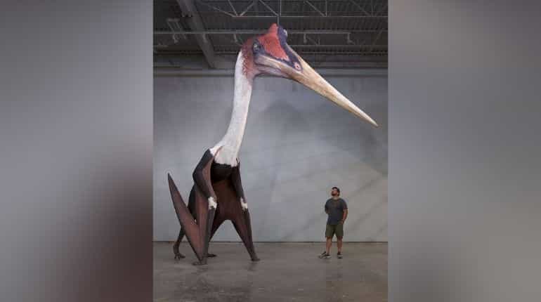 largest pterodactyl