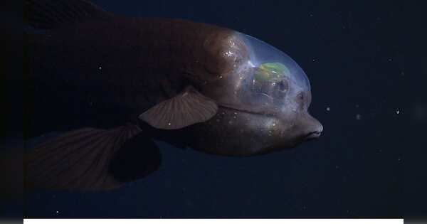 Watch: No, it's not an alien! Bizarre fish with translucent head and ...