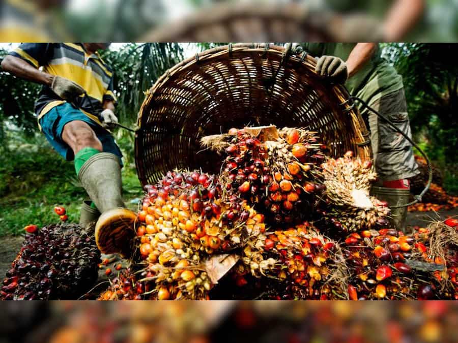 Palm Oil News - Latest Palm Oil News, Breaking Palm Oil News, Palm Oil ...