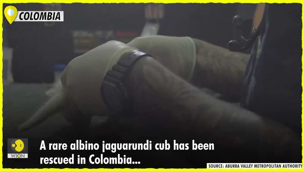 Albino Jaguarundi News - Latest Albino Jaguarundi News, Breaking Albino ...