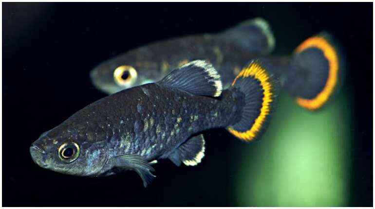 Reintroduction of 'extinct' Tequila fish sparks hopes for conservation ...
