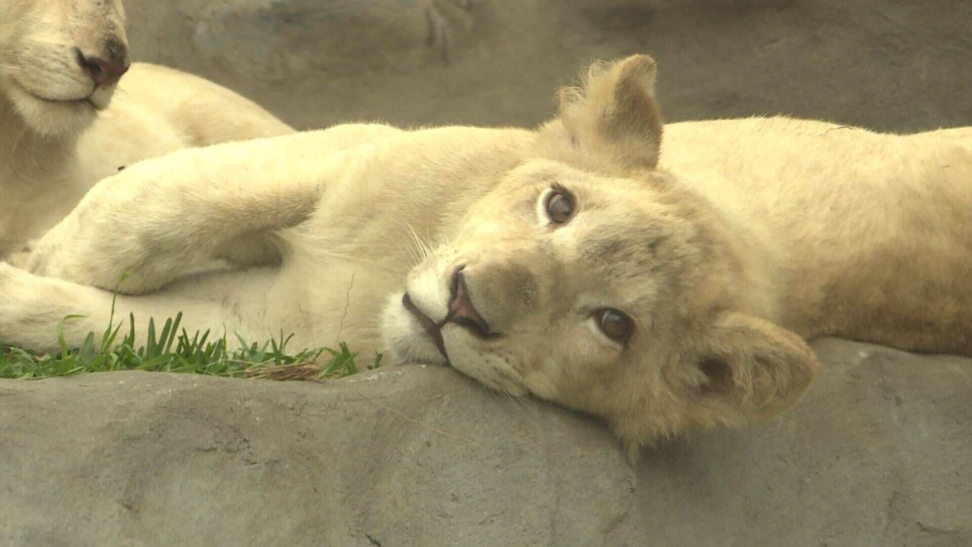 White lion cubs brought to zoo of Lima on new year's eve - World News