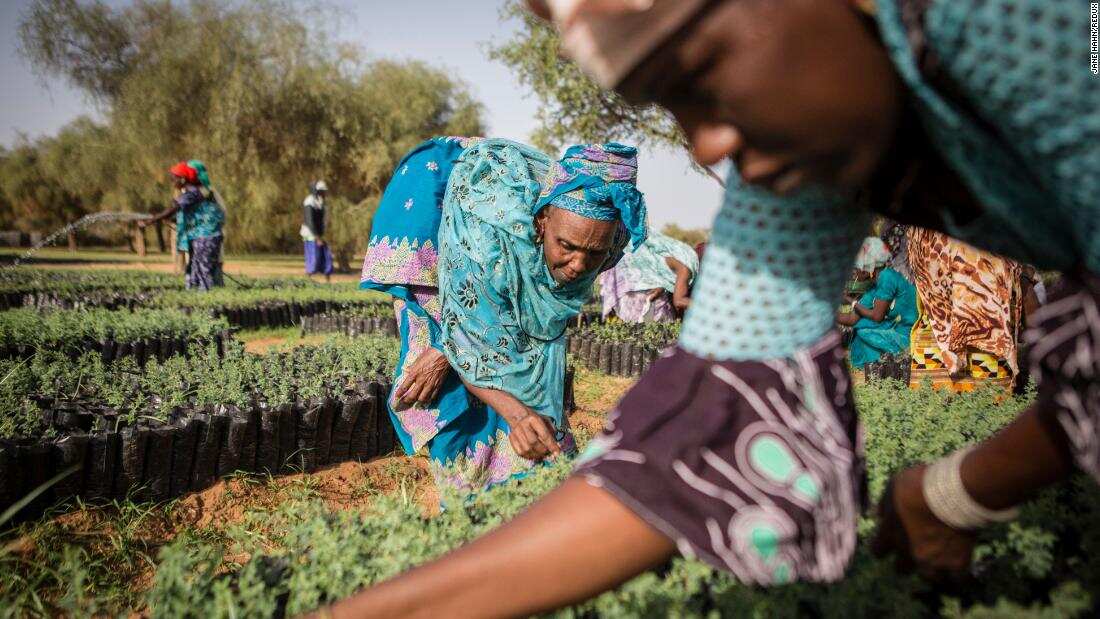 A Great 'Green Wall' in Sahara to stop ever-expanding Sahara desert ...