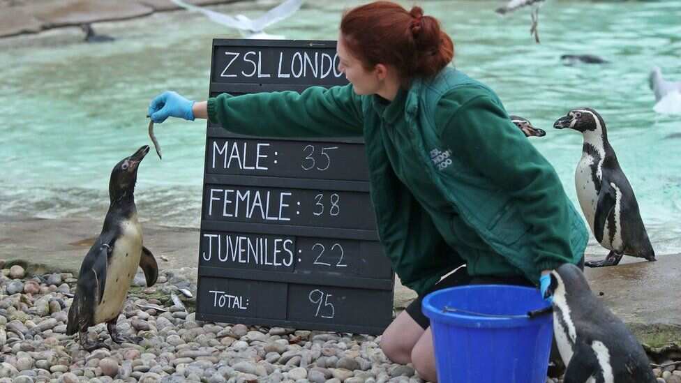 The ZSL zoo in London has begun its annual census to take a headcount ...