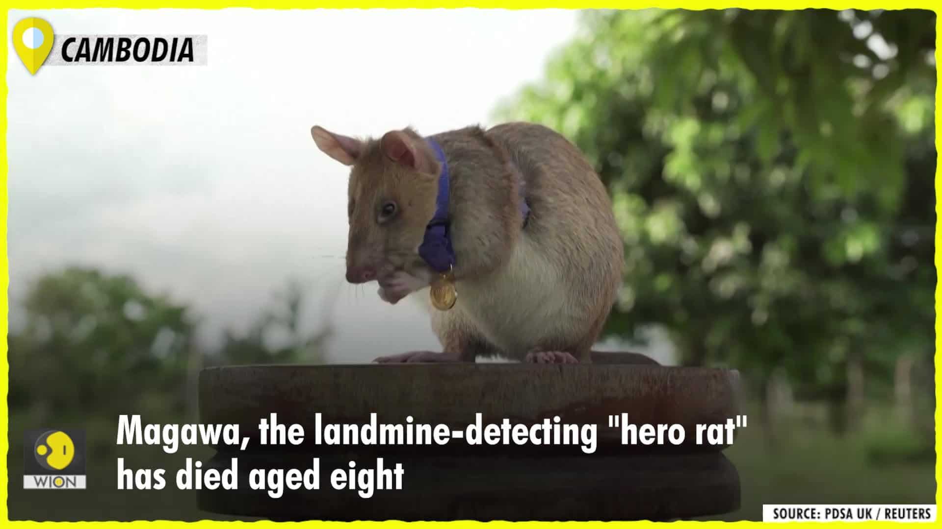Magawa, the landmine-detecting "hero rat" dies aged 8 - Edge News