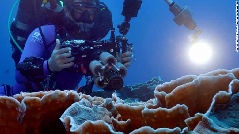 Scientists discover a pristine three-kilometre long reef of giant rose ...