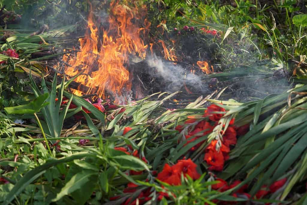 Flower Burn News - Latest Flower Burn News, Breaking Flower Burn News ...
