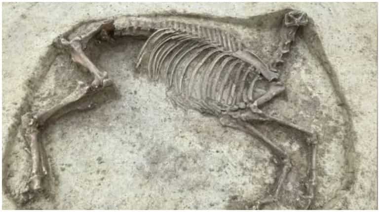 Burial of headless horse alongside a man creates mystery - Trending News
