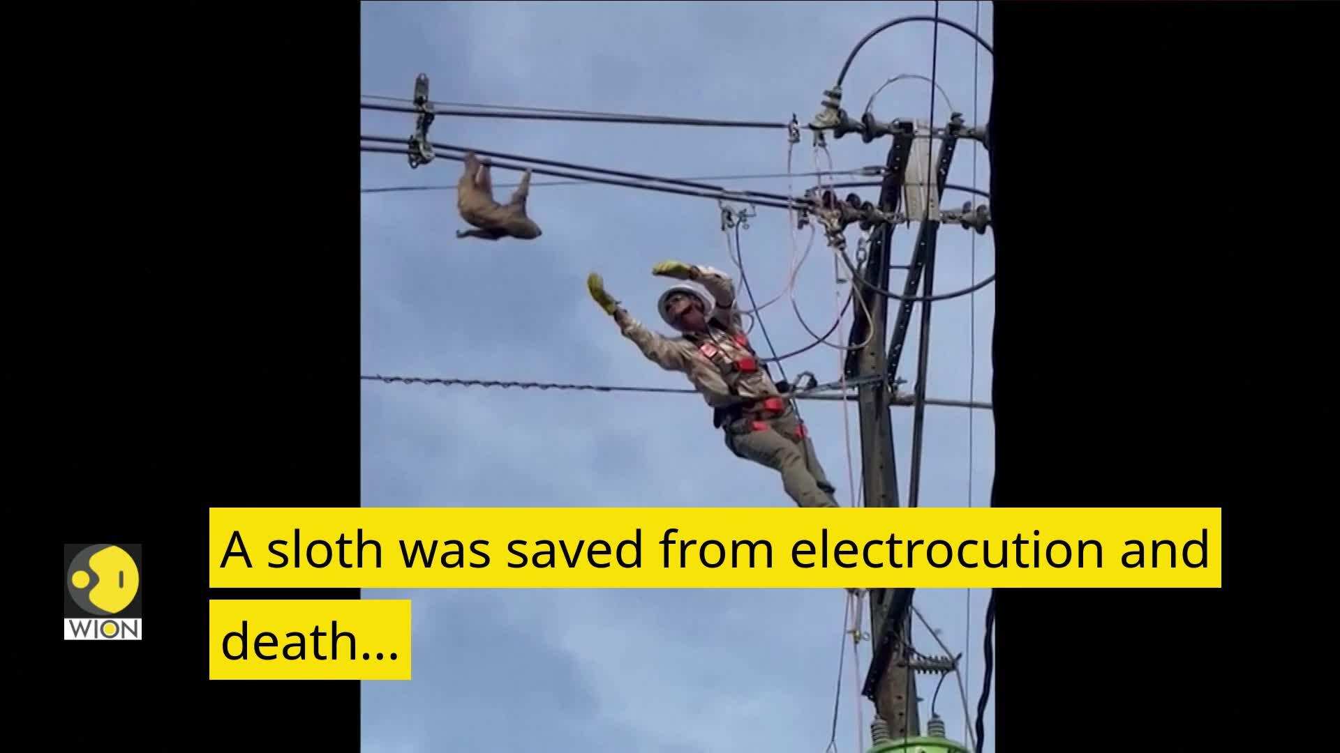 Sloth climbs up electrical pole, watch how electrician saves it ...