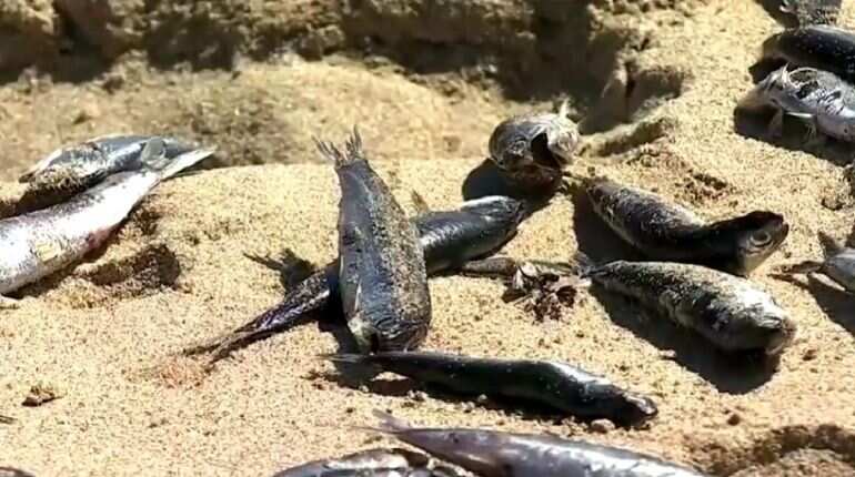 Watch | Thousands of dead fish wash up on a beach in Chile - World News