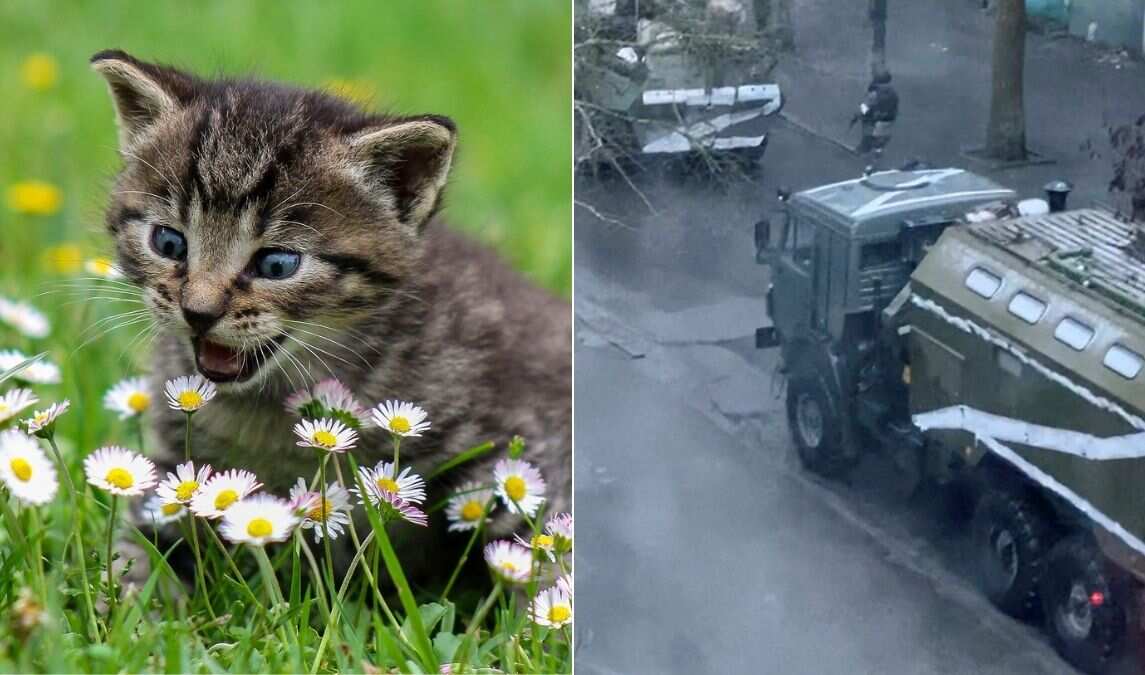 Ukraine crisis: Here's how Russian cats are caught in the crossfire ...