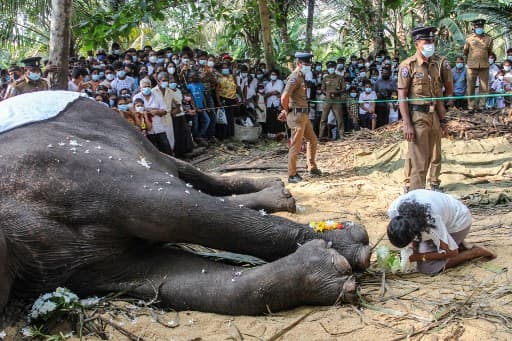 ‘National treasure’: Sri Lanka’s sacred elephant dies at 68, prez ...