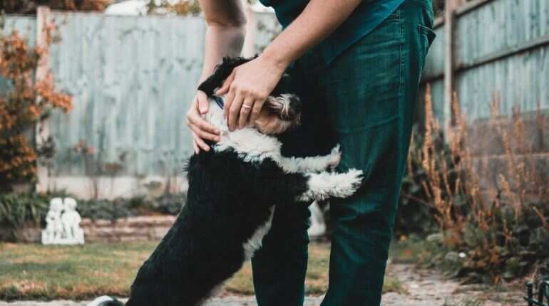 Cloning pets is all the rage, and it can cost thousands of dollars ...