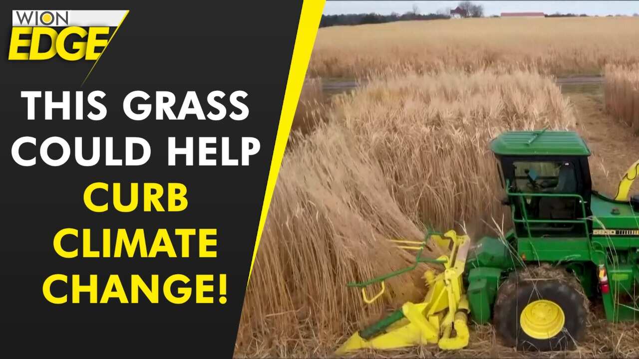 This grass can help battle climate change, researchers claim - Edge News