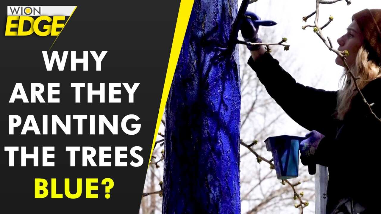 Why are they painting the trees blue? | Earth Day - Edge News