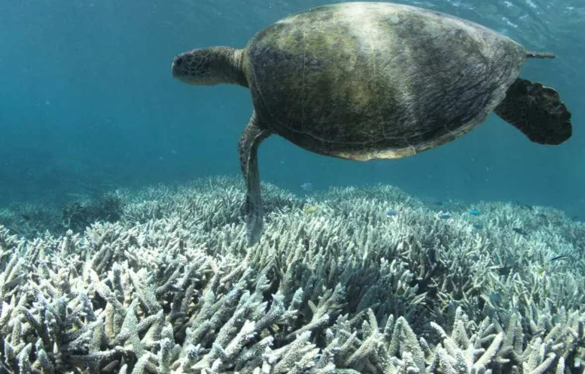 Study: Marine life faces mass extinction by 2300 - World News
