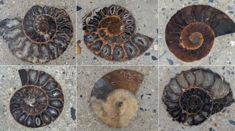 Fossils of marine creatures living over 66 million years ago found in ...