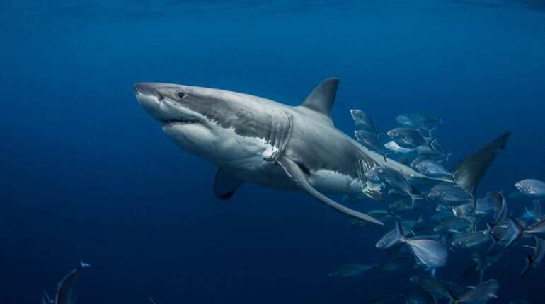 Warning! 453-kg great white shark 'Ironbound' sighted off coast of New ...