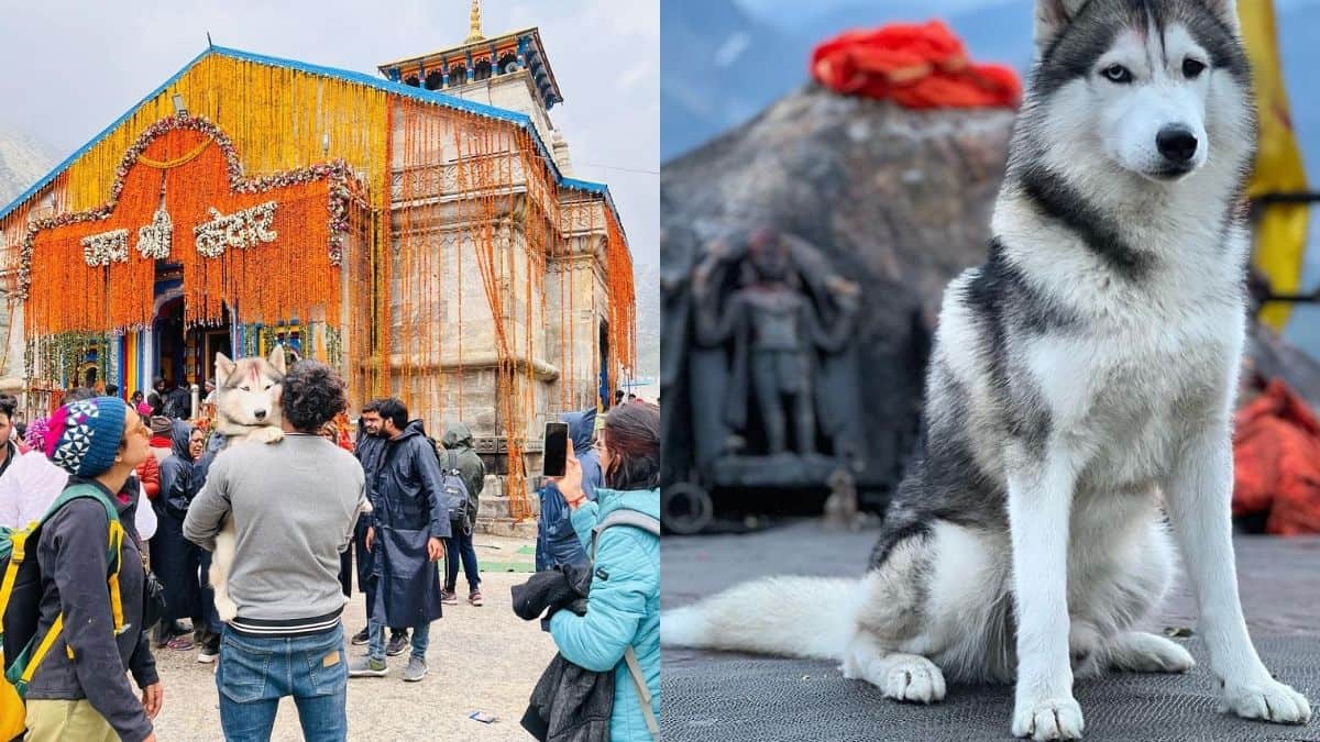 FIR filed against Indian devotee who took his dog to Kedarnath temple ...