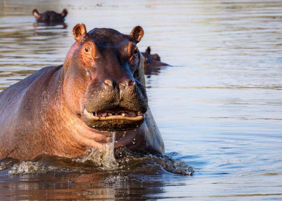 Rise in Human-Wildlife conflict: At least 7 killed by Hippos since 2019 ...