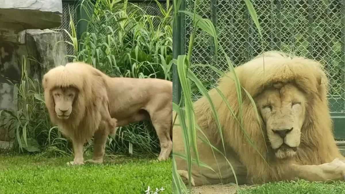 In pics: Lion in Chinese zoo became internet star over unique hairstyle ...